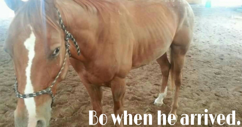 Happy Hooves Equine Rescue – Giving horses a chance at a better life.