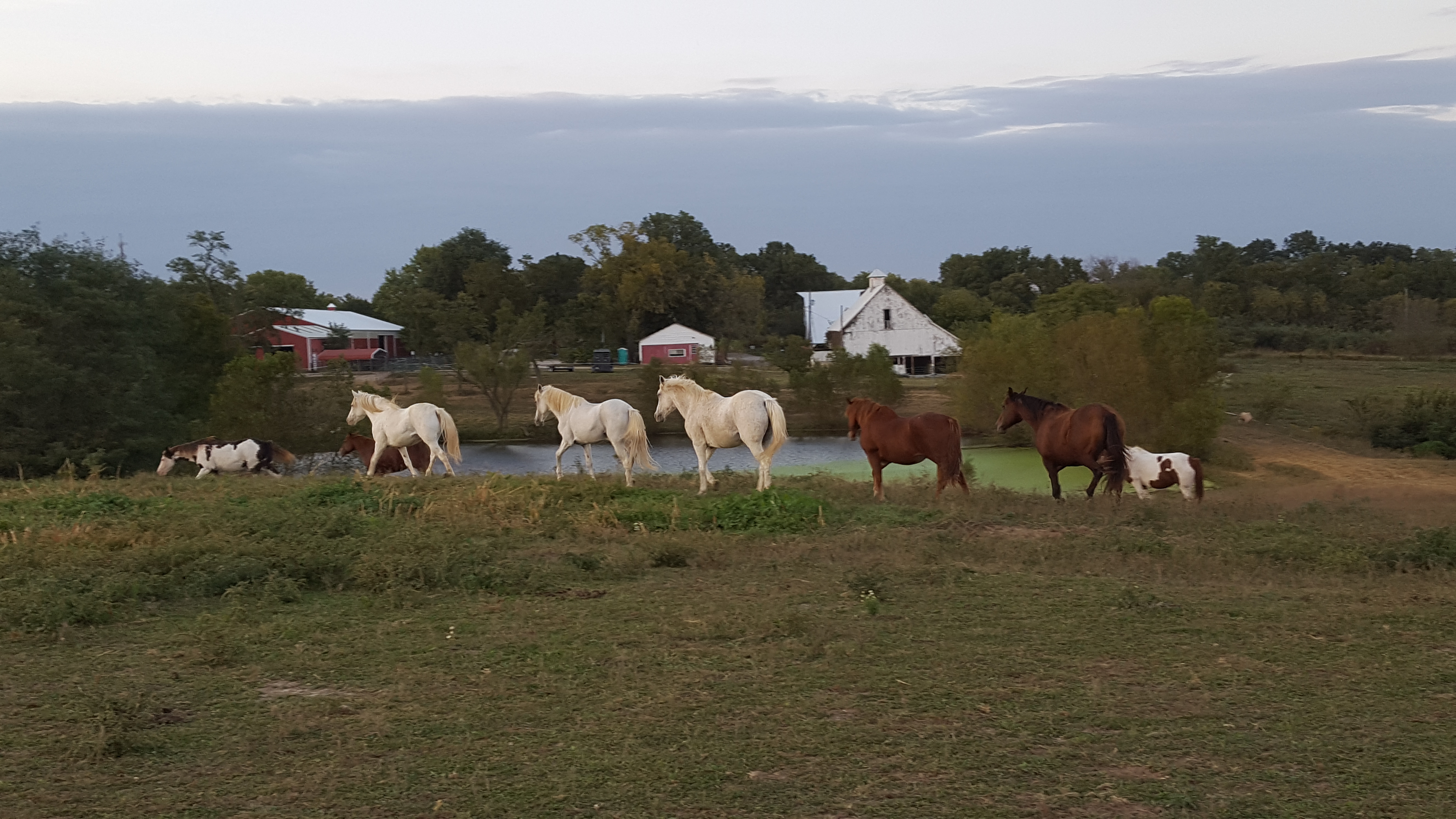 Happy Hooves Equine Rescue – Giving horses a chance at a better life.