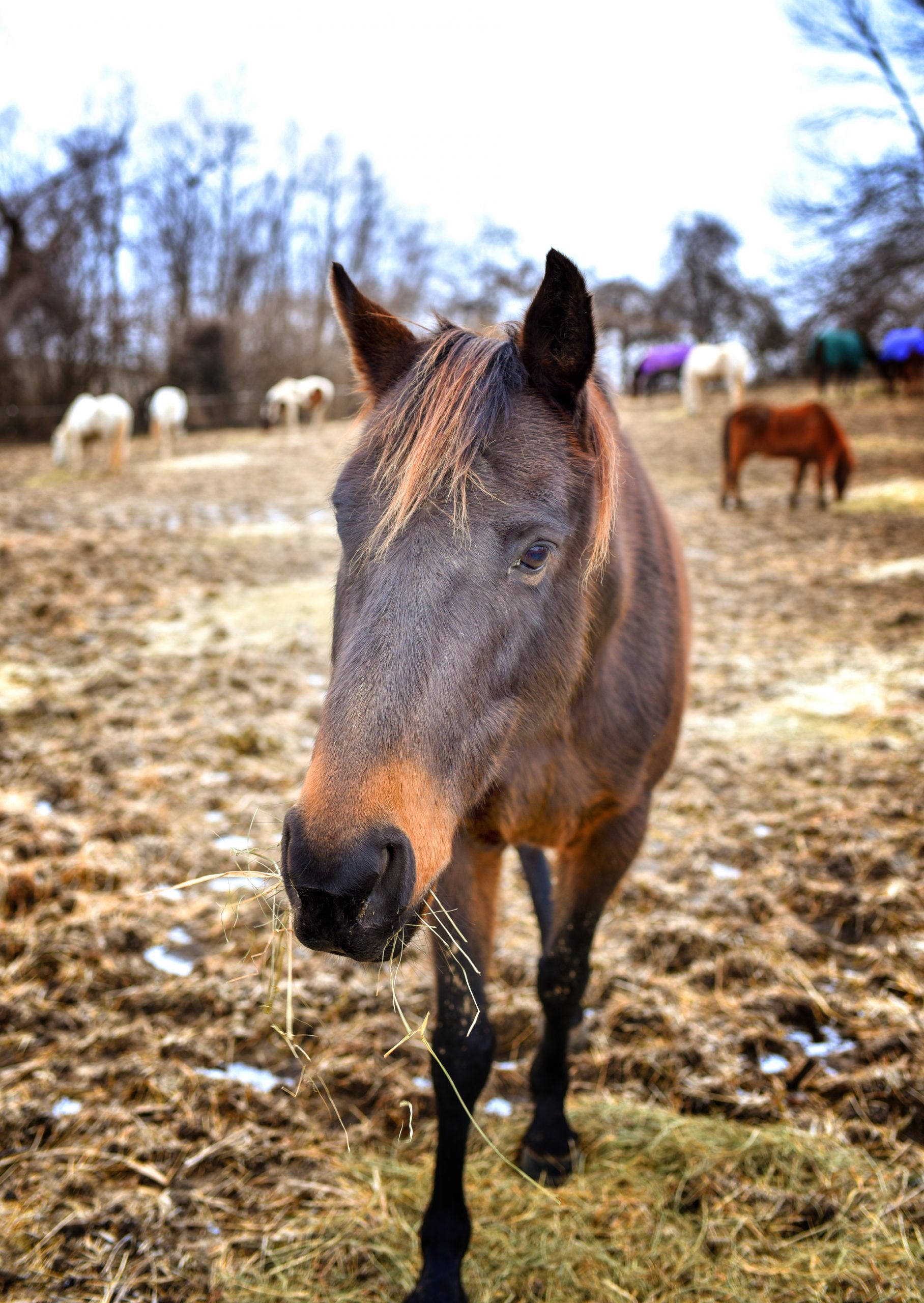 Adoptable Horses