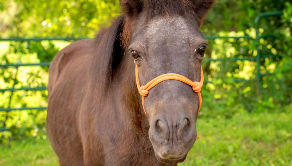 Nonprofit “Happy Hooves Equine Rescue” Welcomes Horse Lovers To Open Houses