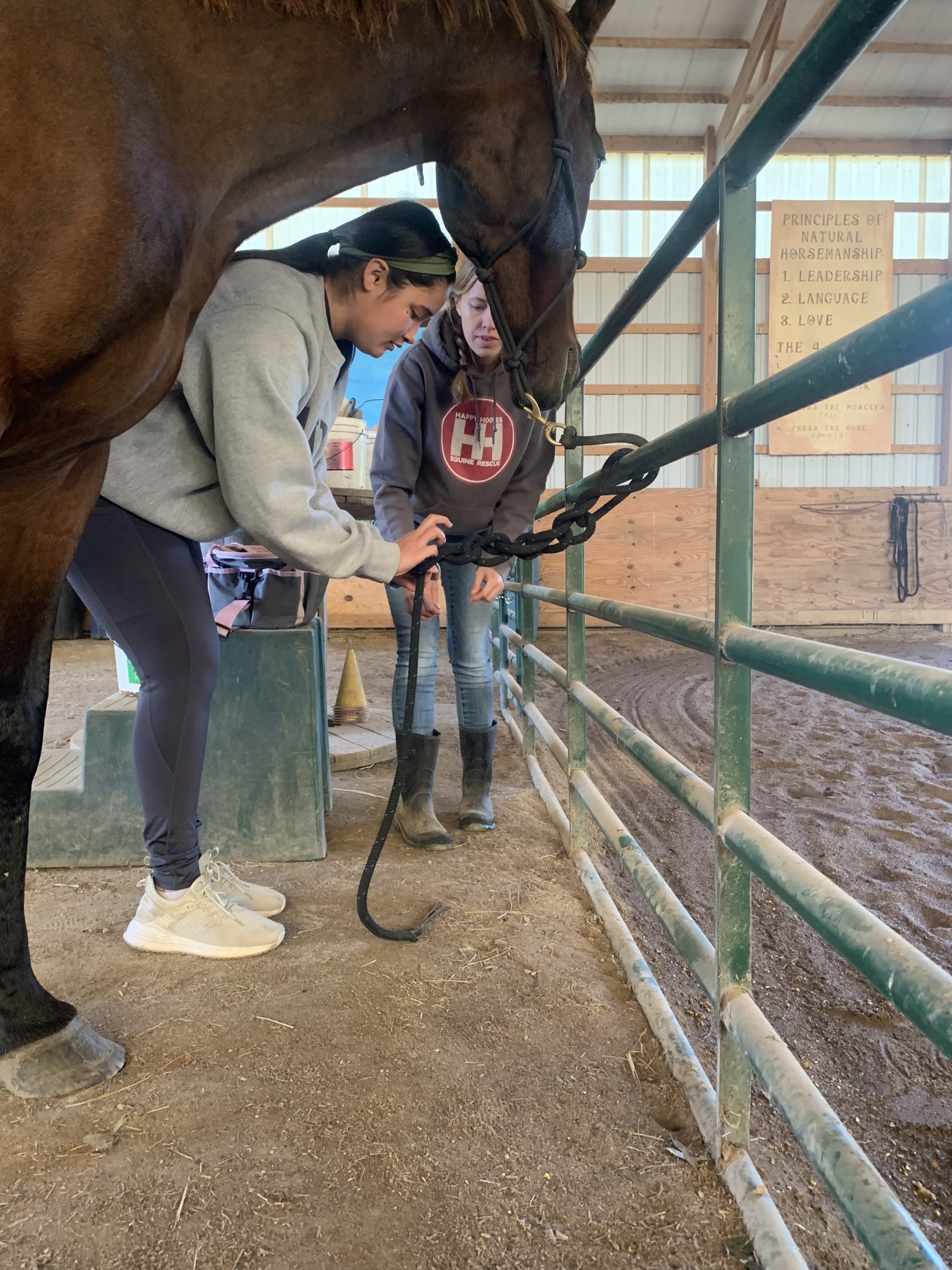 Equestrian Education