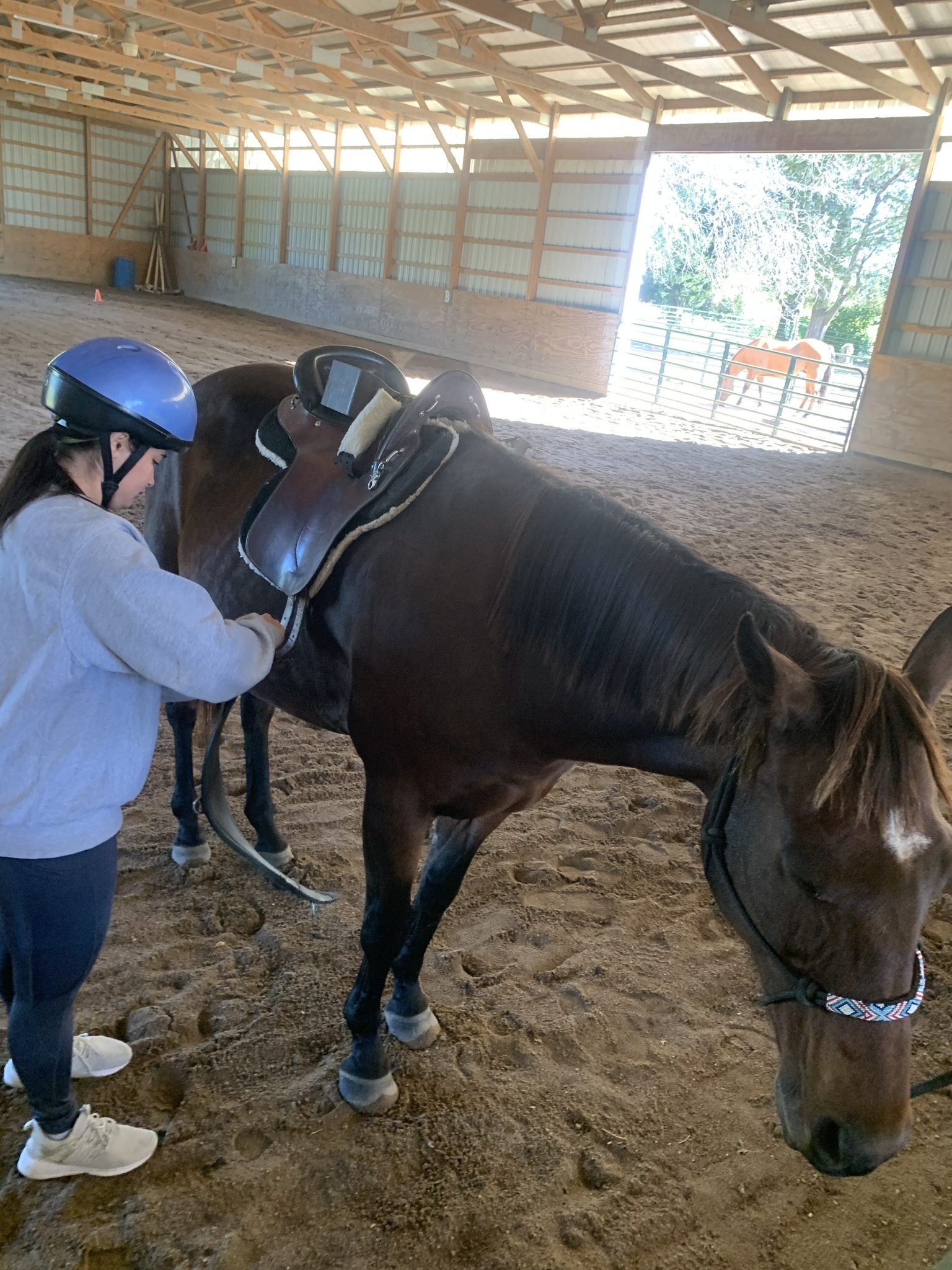 Equestrian Education