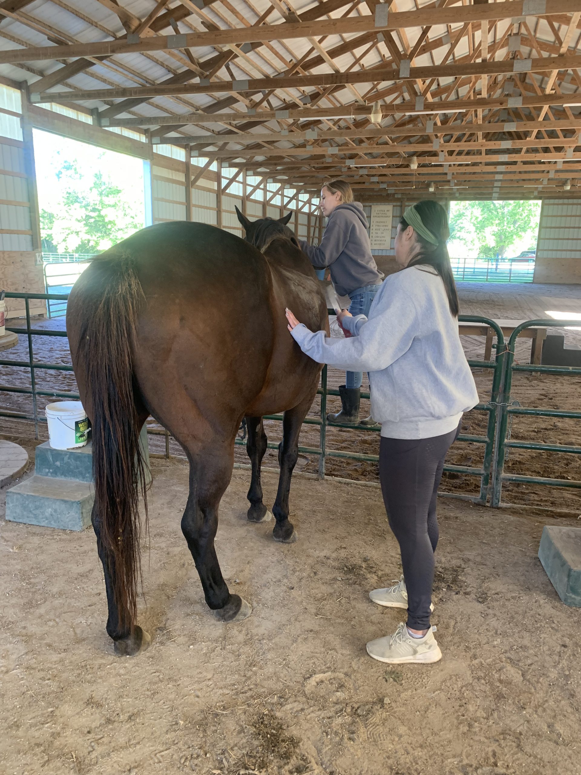 Equestrian Education