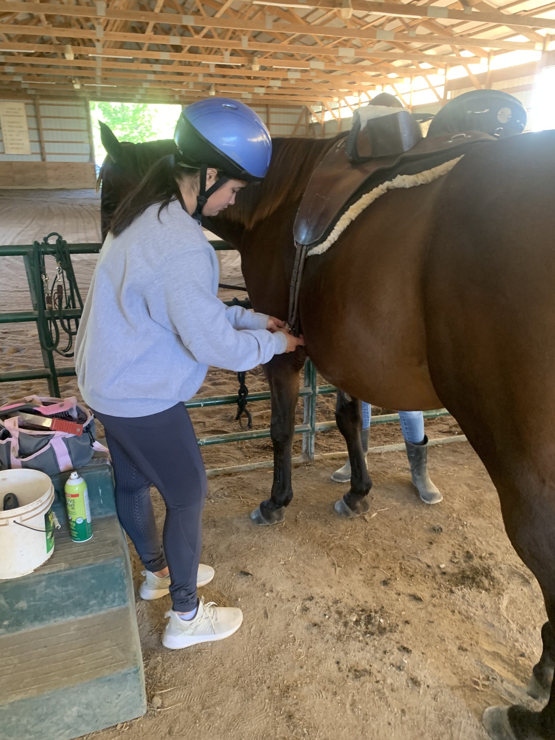 Equestrian Education